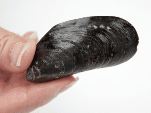 How to clean and debeard mussels in 3 easy steps