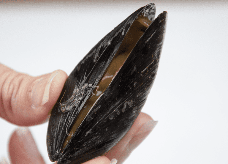 How to clean and debeard mussels in 3 easy steps